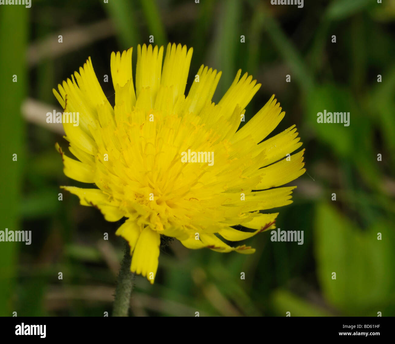 Mouse-ear Hawkweed Pilosella officinarum Stock Photo - Alamy