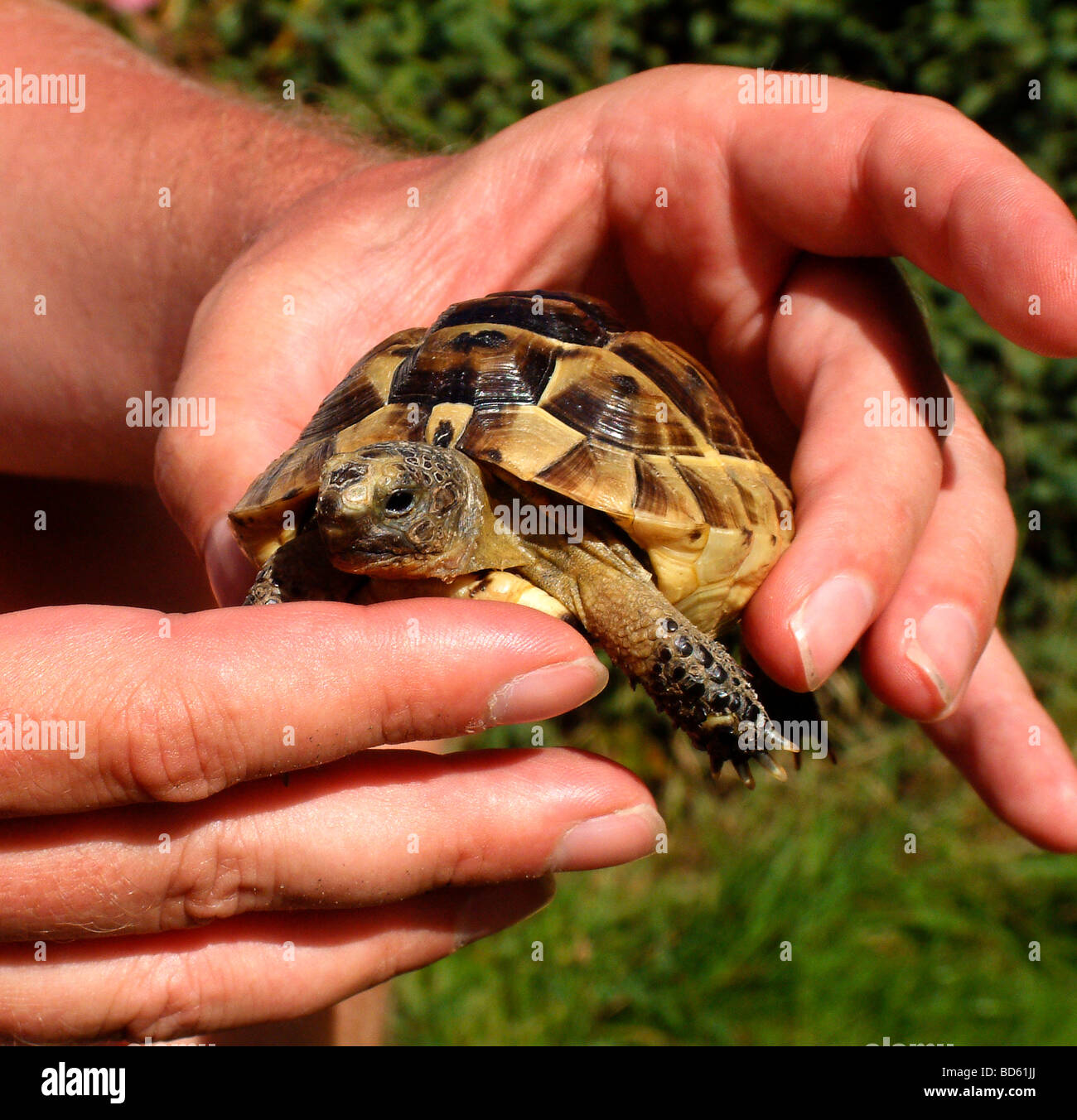 Baby tortoise held between two hands Stock Photo - Alamy