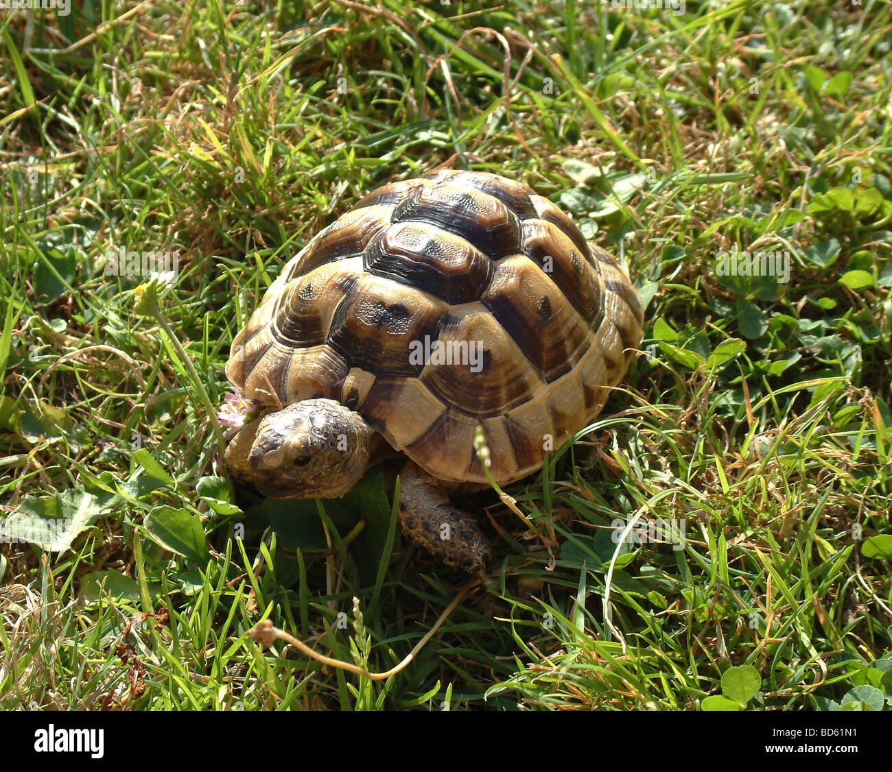 Tortoise hibernation hi-res stock photography and images - Alamy