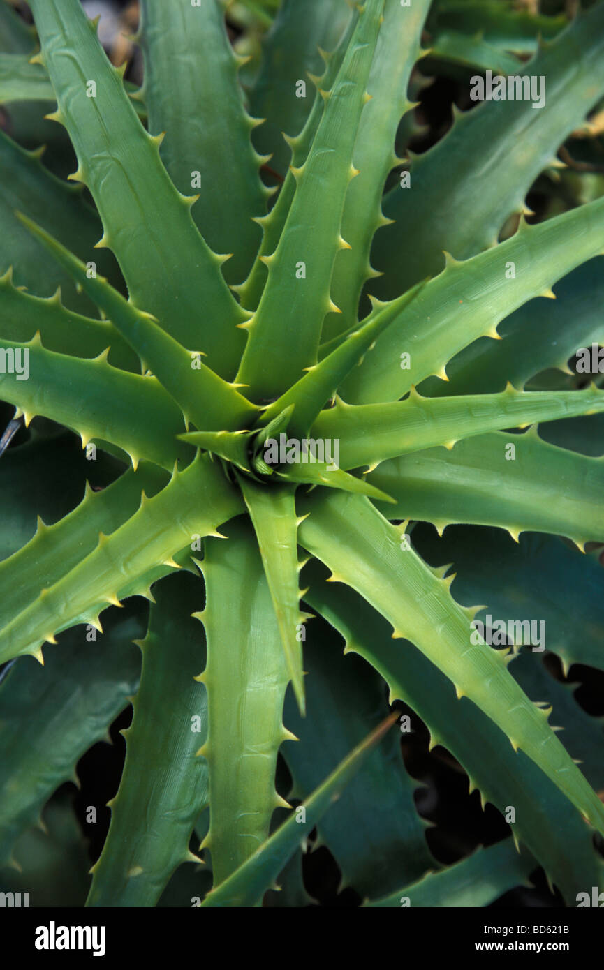 Plant detail in the cerrado a vast savanna grassland which covers the ...