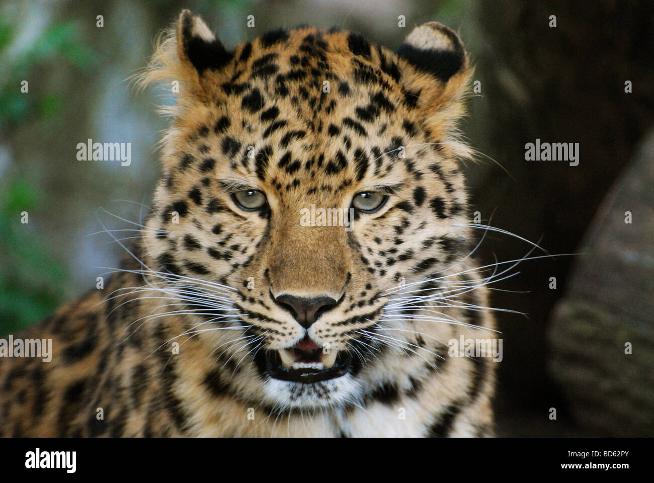 Female Amur leopard Stock Photo - Alamy Female Amur leopard Stock Photo - Alamy