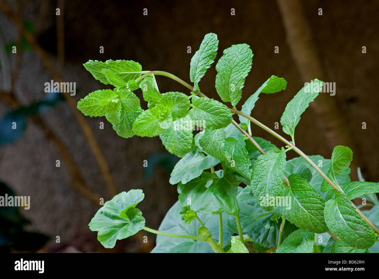 Spearmint sprig hi-res stock photography and images - Alamy
