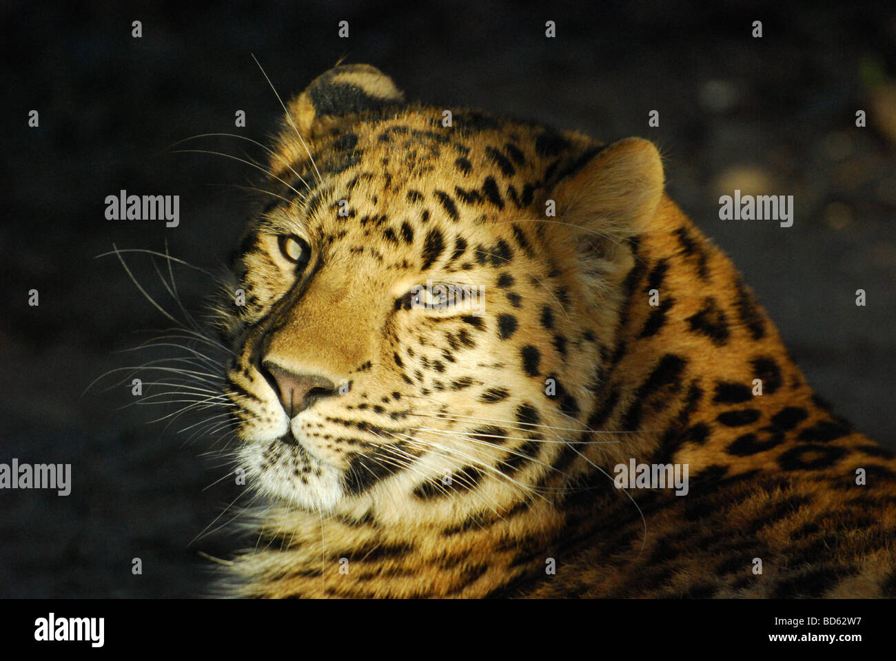 Female Amur leopard looking at camera Stock Photo - Alamy