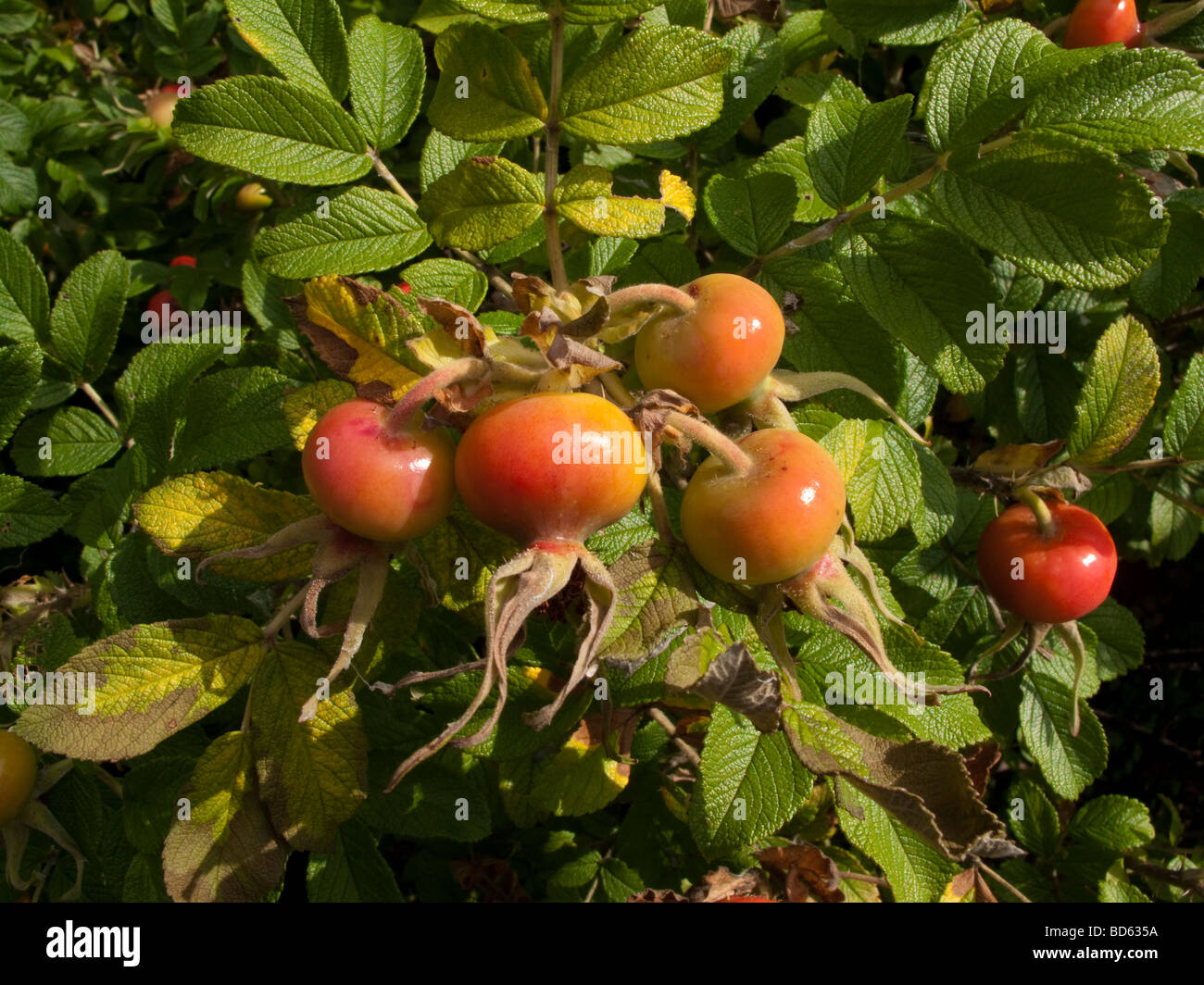 Rose and rosehip Stock Photo - Alamy