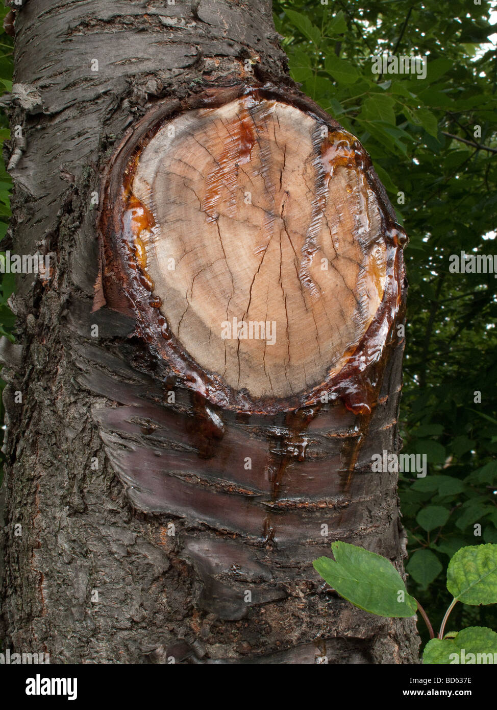 Pine tree sap hi-res stock photography and images - Alamy