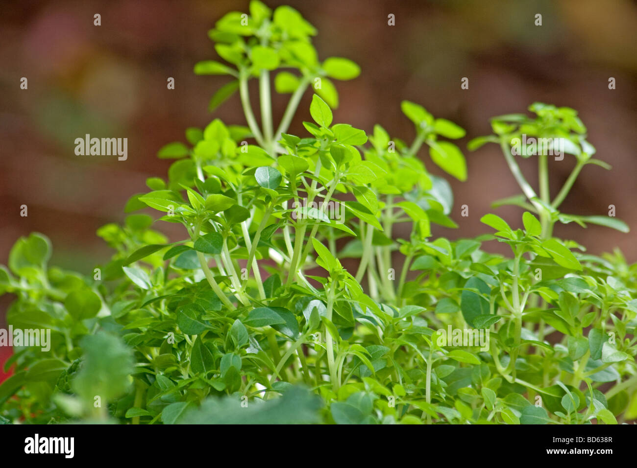 Close-up of Fino Verde Basil plant Stock Photo - Alamy