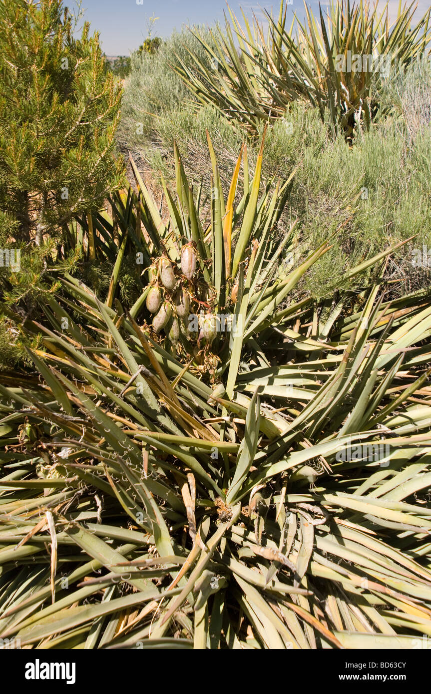 Yucca desert plants hi-res stock photography and images - Alamy