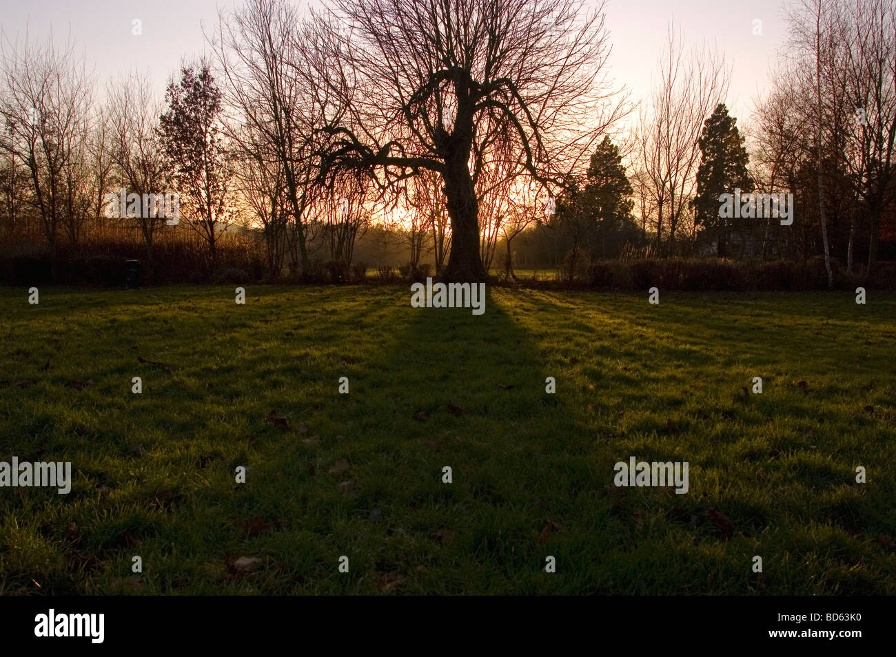 A scary tree in the winter sun in the park In Kerry, Powys, Wales UK ...