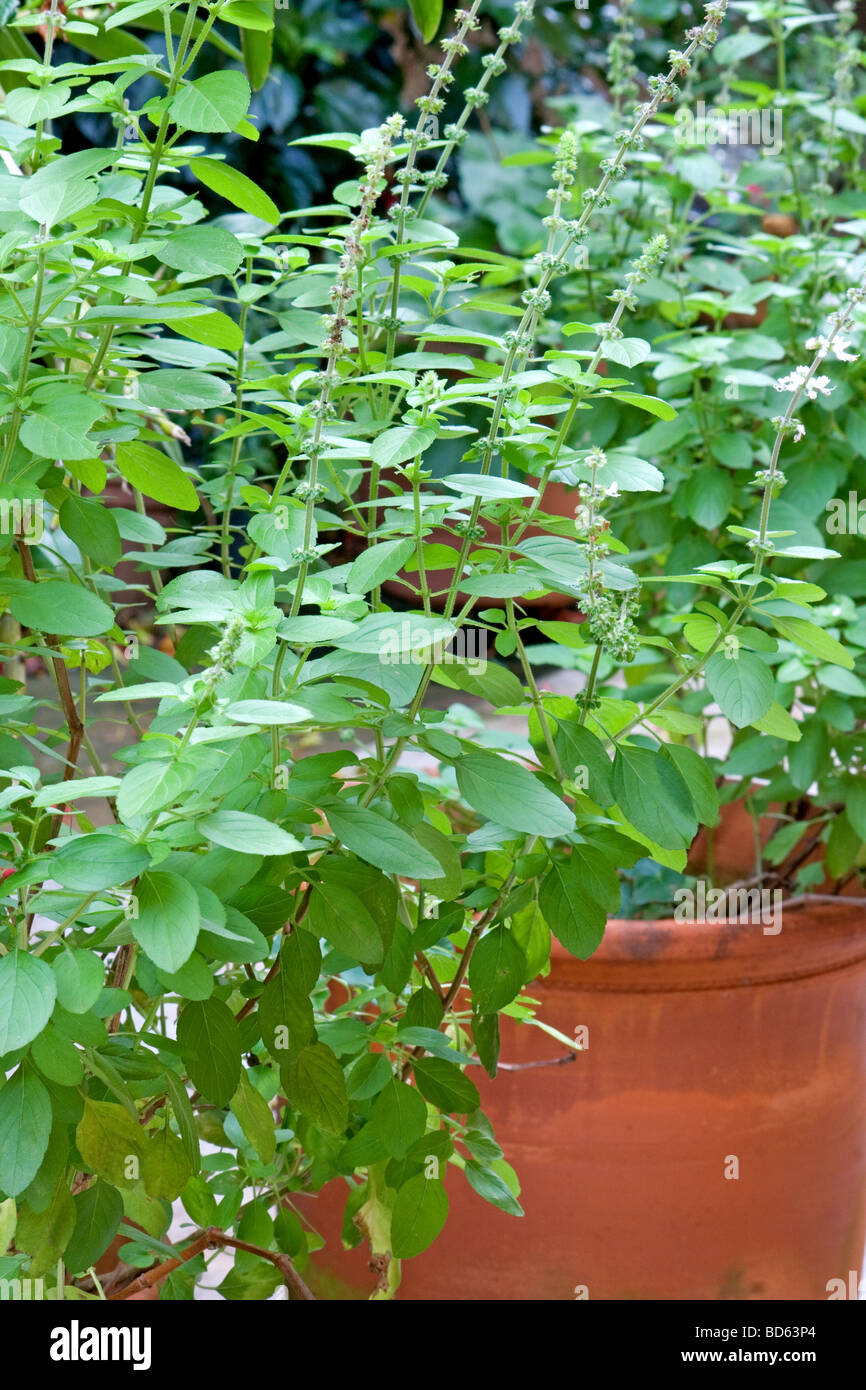 Close-up of basil plant Stock Photo - Alamy