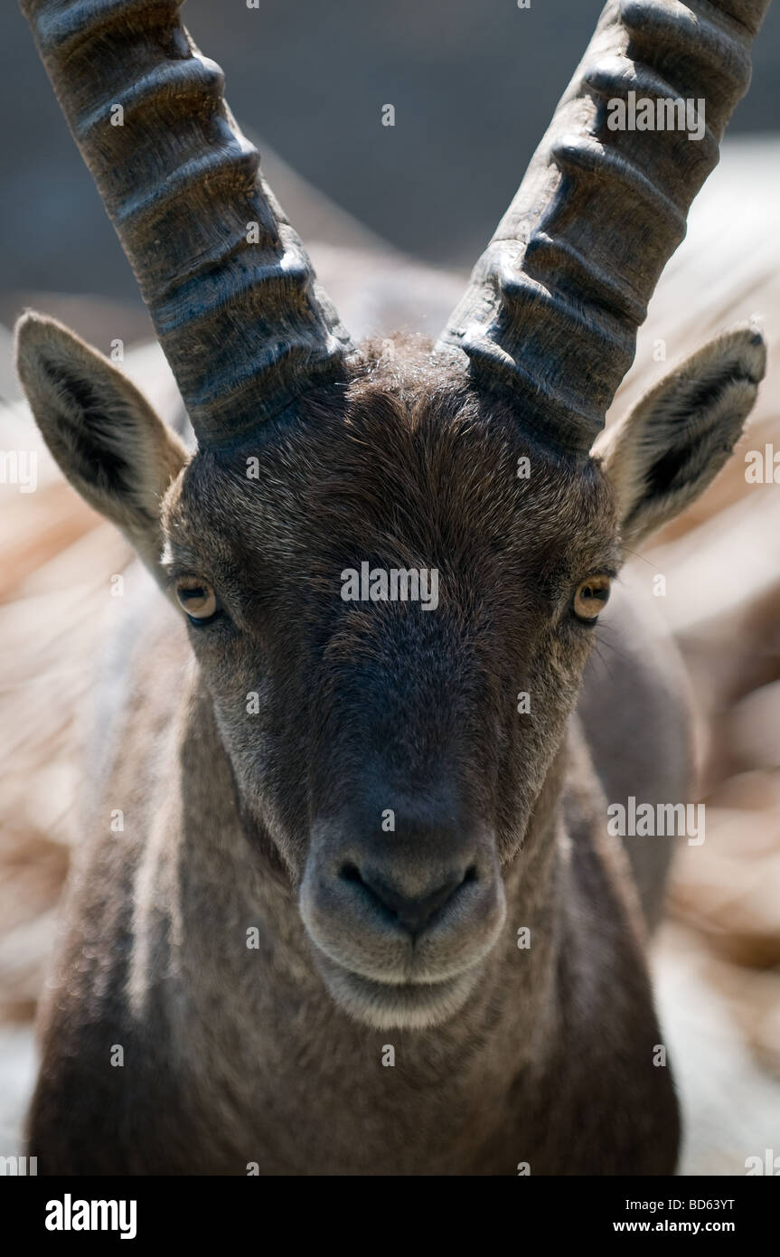 Ibex in zoo hi-res stock photography and images - Alamy