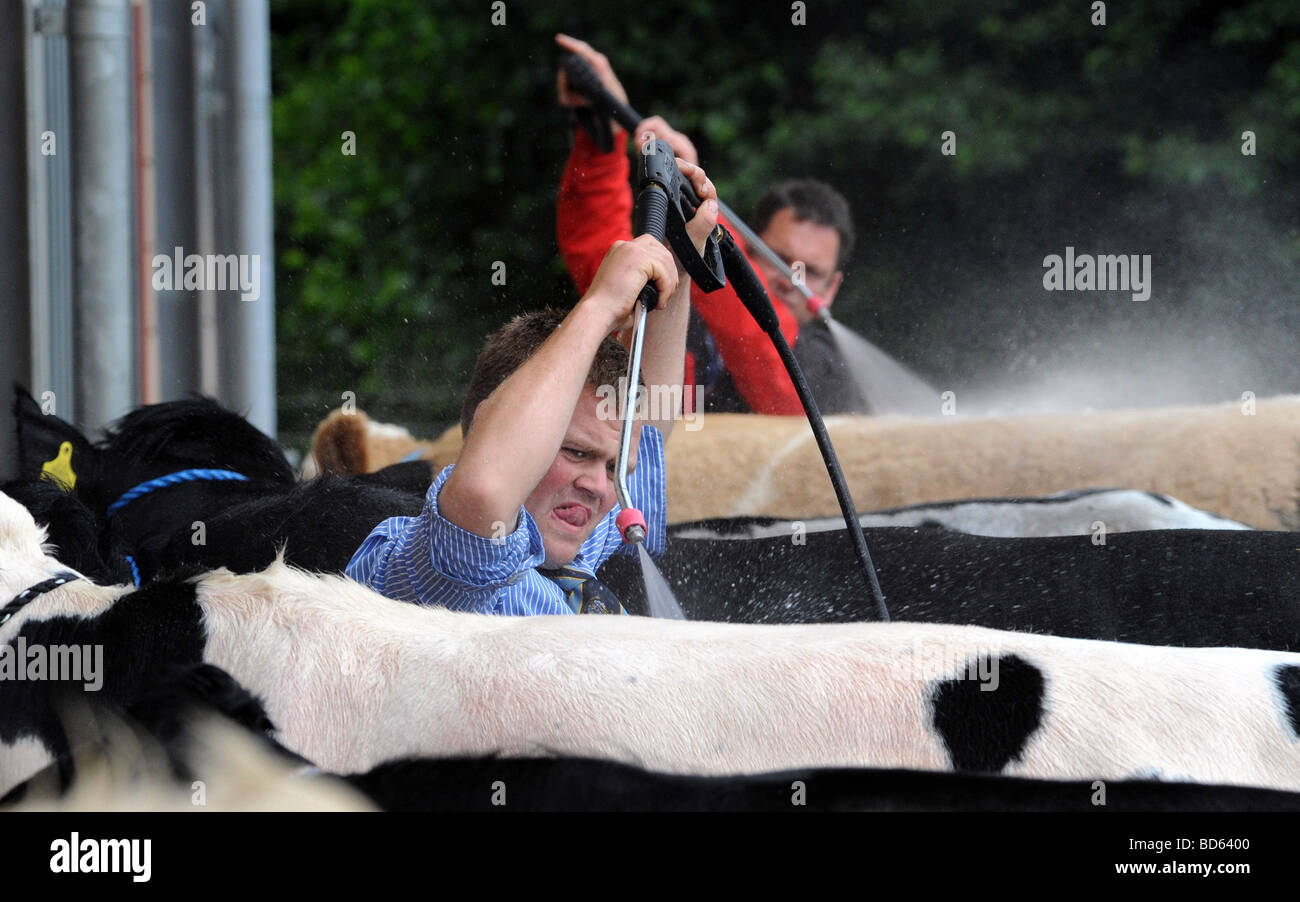 Hose cattle hi-res stock photography and images - Alamy