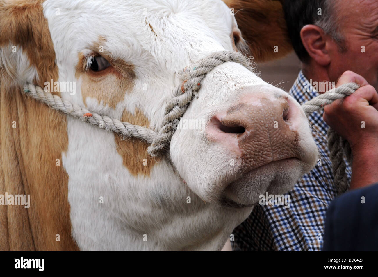 Cattle royal welsh show hi-res stock photography and images - Alamy