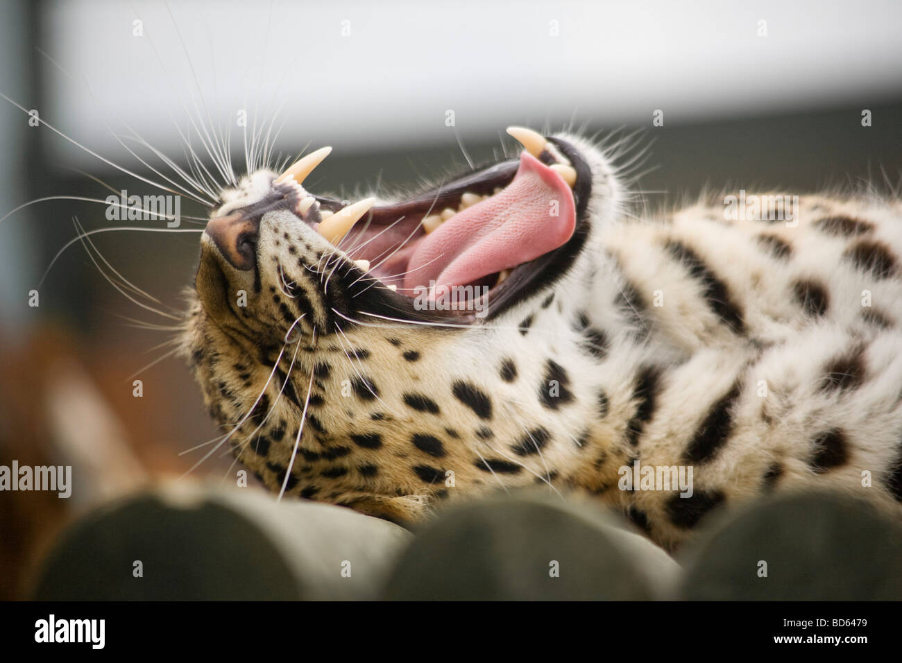 Amur Leopard Teeth High Resolution Stock Photography and Images - Alamy