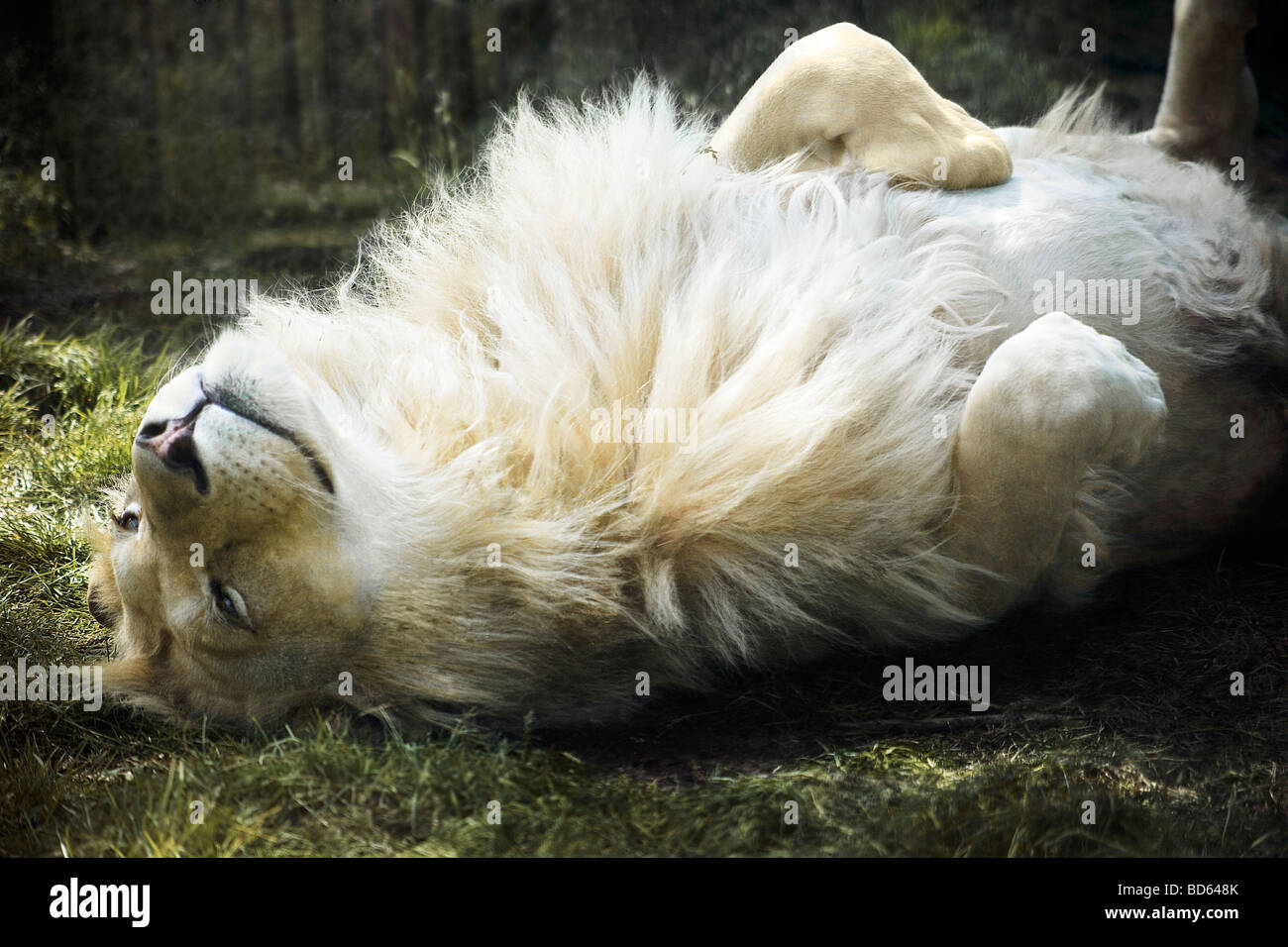 White lion rolling on his back, Paradise WIldlife Park, UK Stock Photo ...