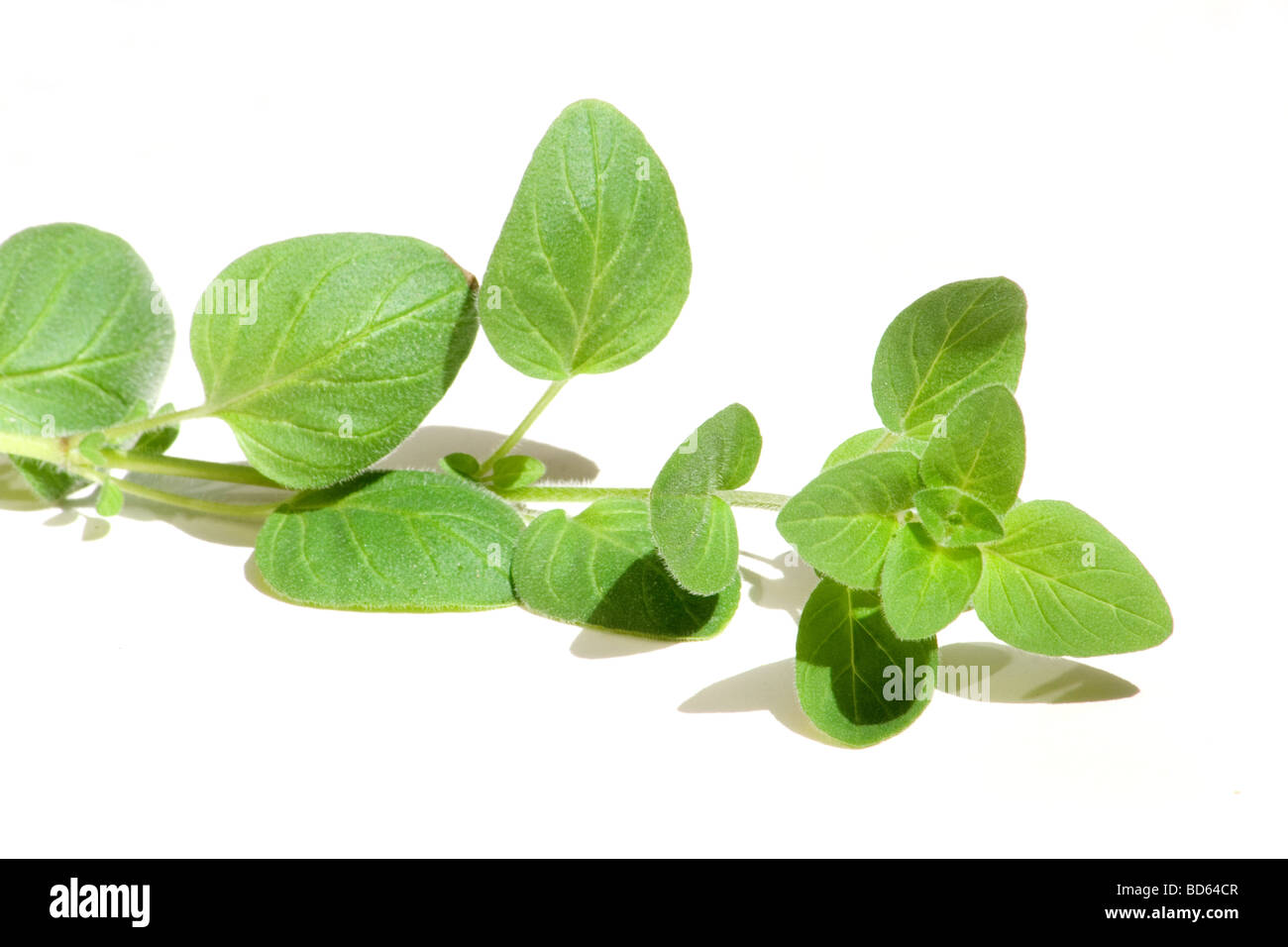 Close-up of oregano sprig on white background Stock Photo - Alamy