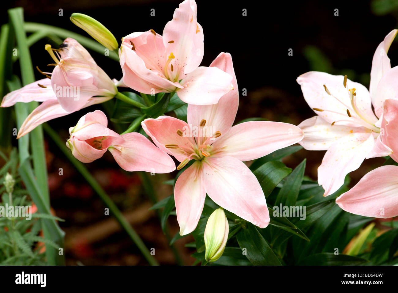 Pink lily plant in bloom Stock Photo - Alamy