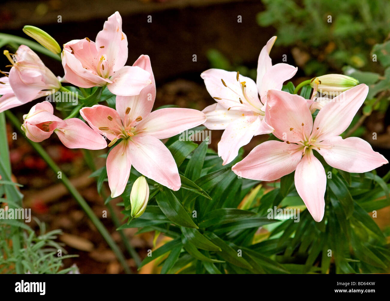 Pink lily plant in bloom Stock Photo - Alamy