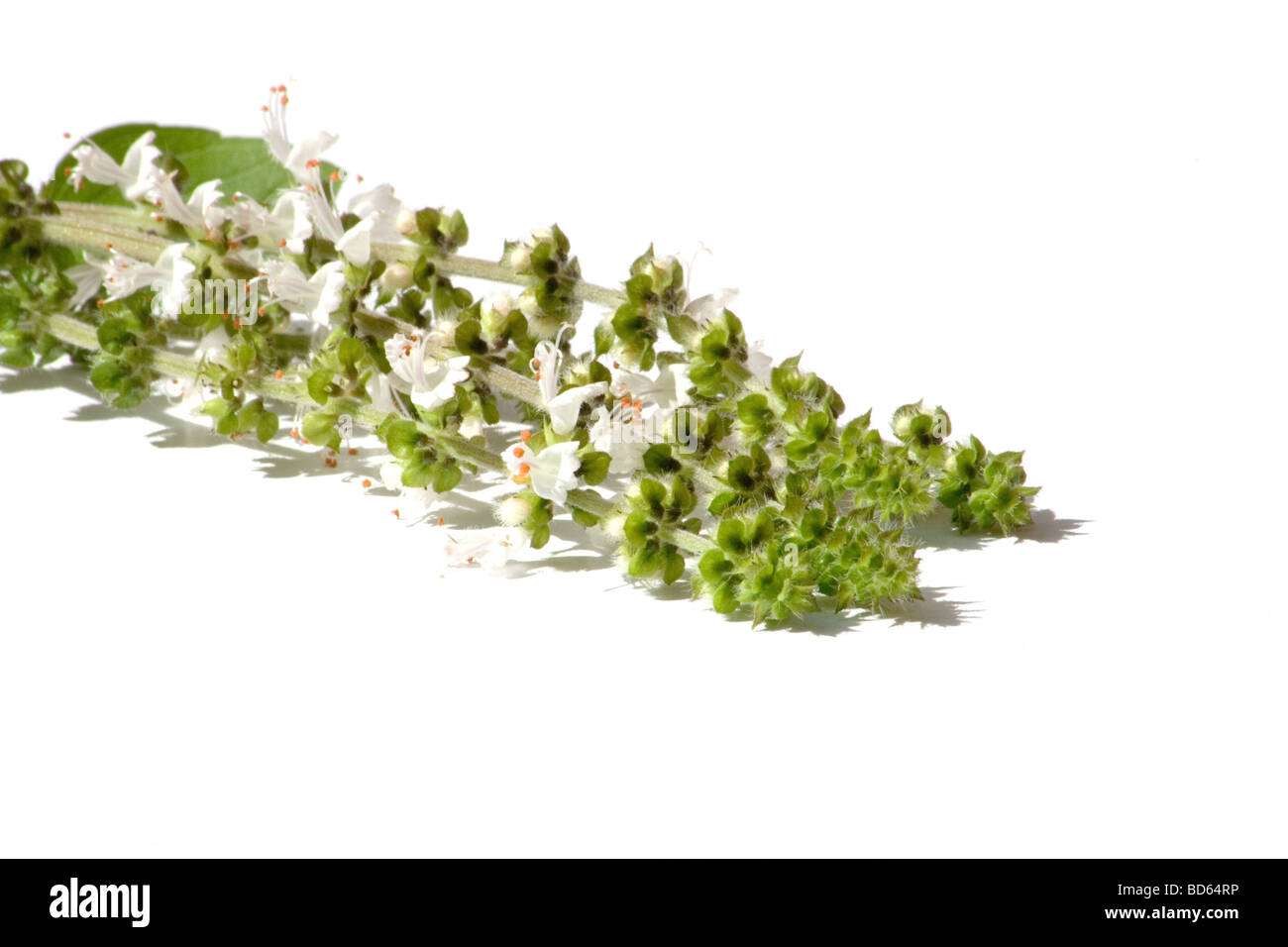 Close-up of basil flowers on white background Stock Photo - Alamy