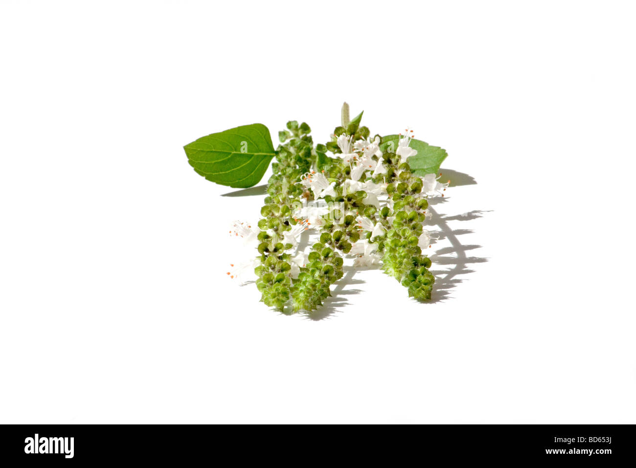 Close-up of basil flowers on white background Stock Photo - Alamy