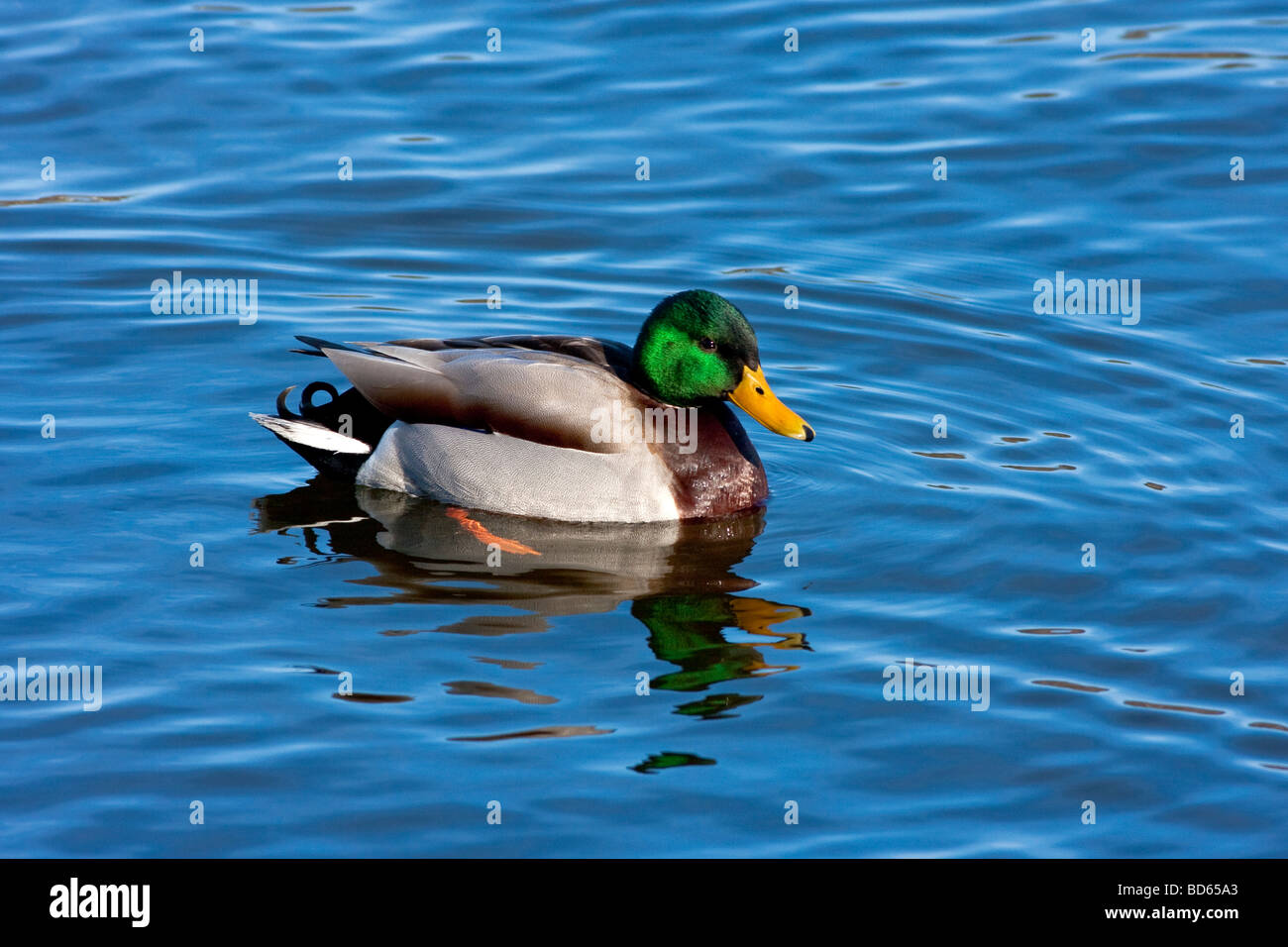 Duck green head hi-res stock photography and images - Alamy