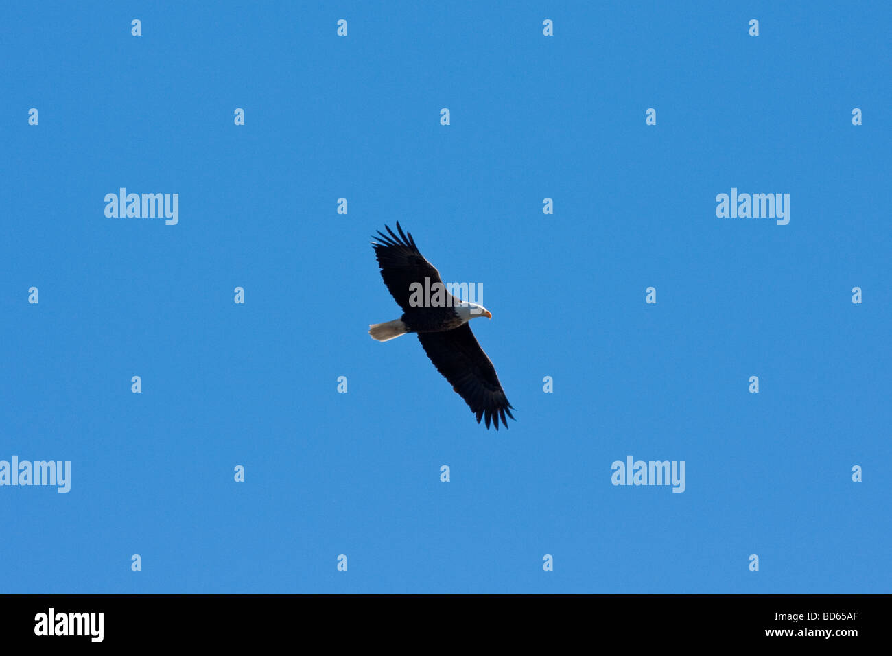 White eagle hi-res stock photography and images - Alamy