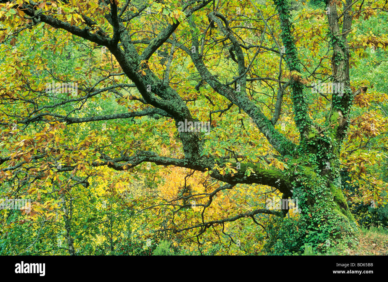 Degrada galicia hi-res stock photography and images - Alamy