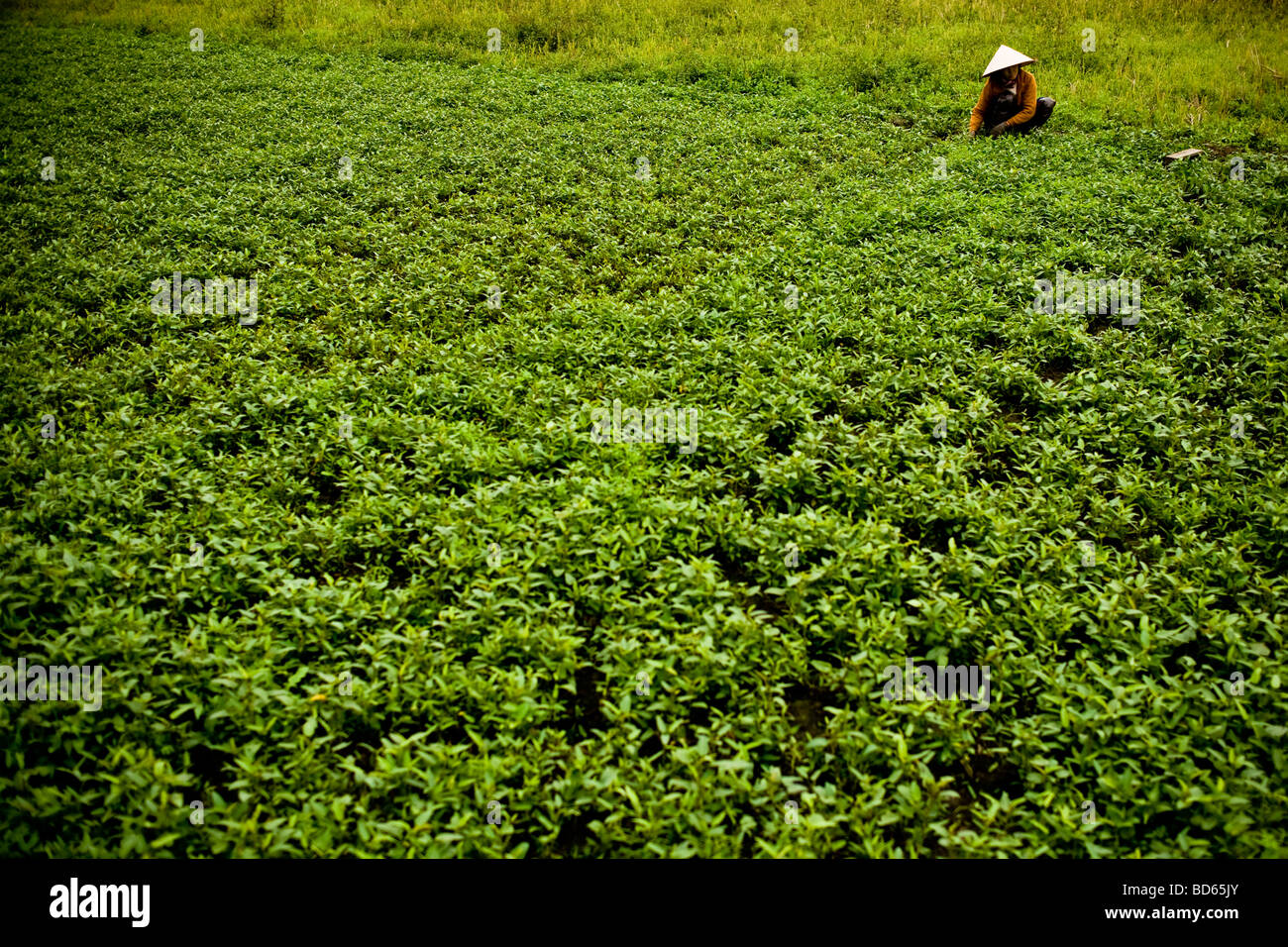 A Vietnamese farmer works on her vegetable field outside of the capital ...