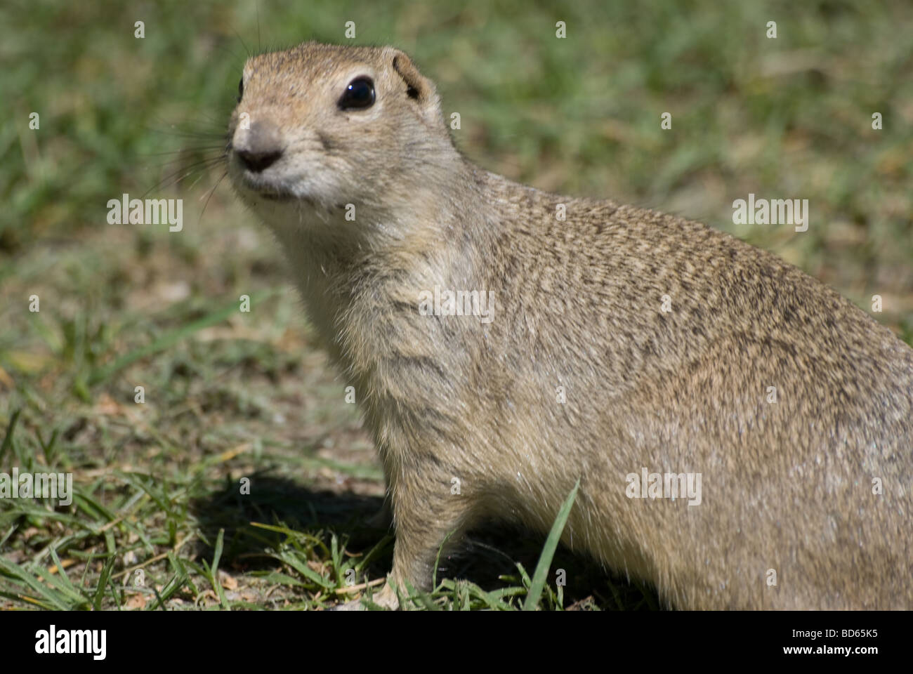 Calgary, canada dog hi-res stock photography and images - Alamy