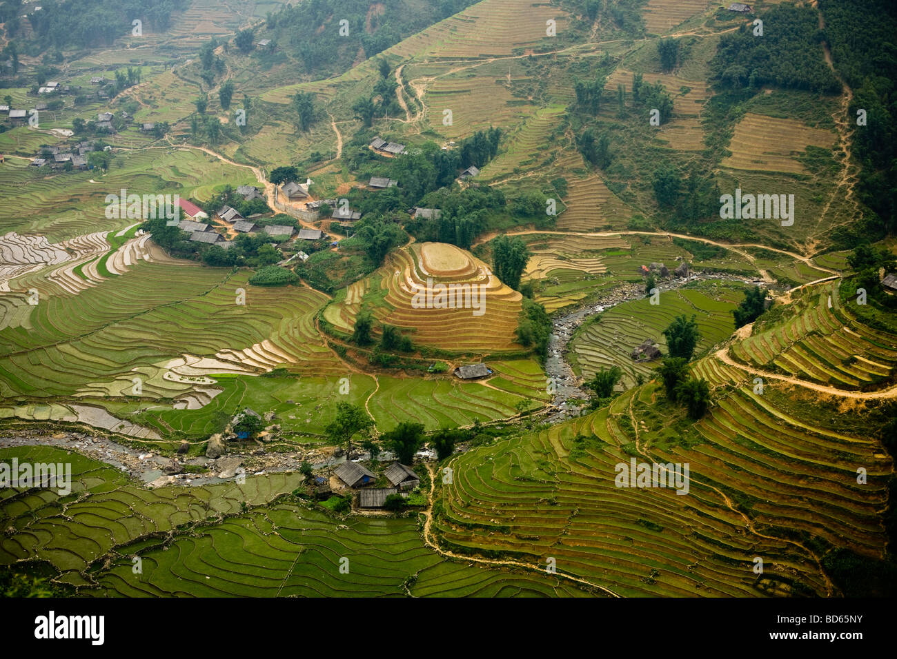 Terraced rice field snake across the vast landscape of Sapa in northern ...