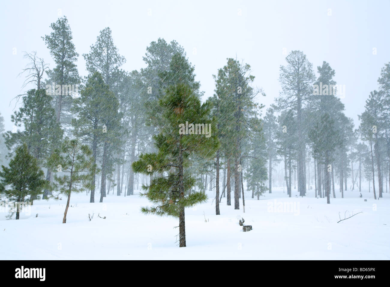 Snow storm in the forest Stock Photo - Alamy