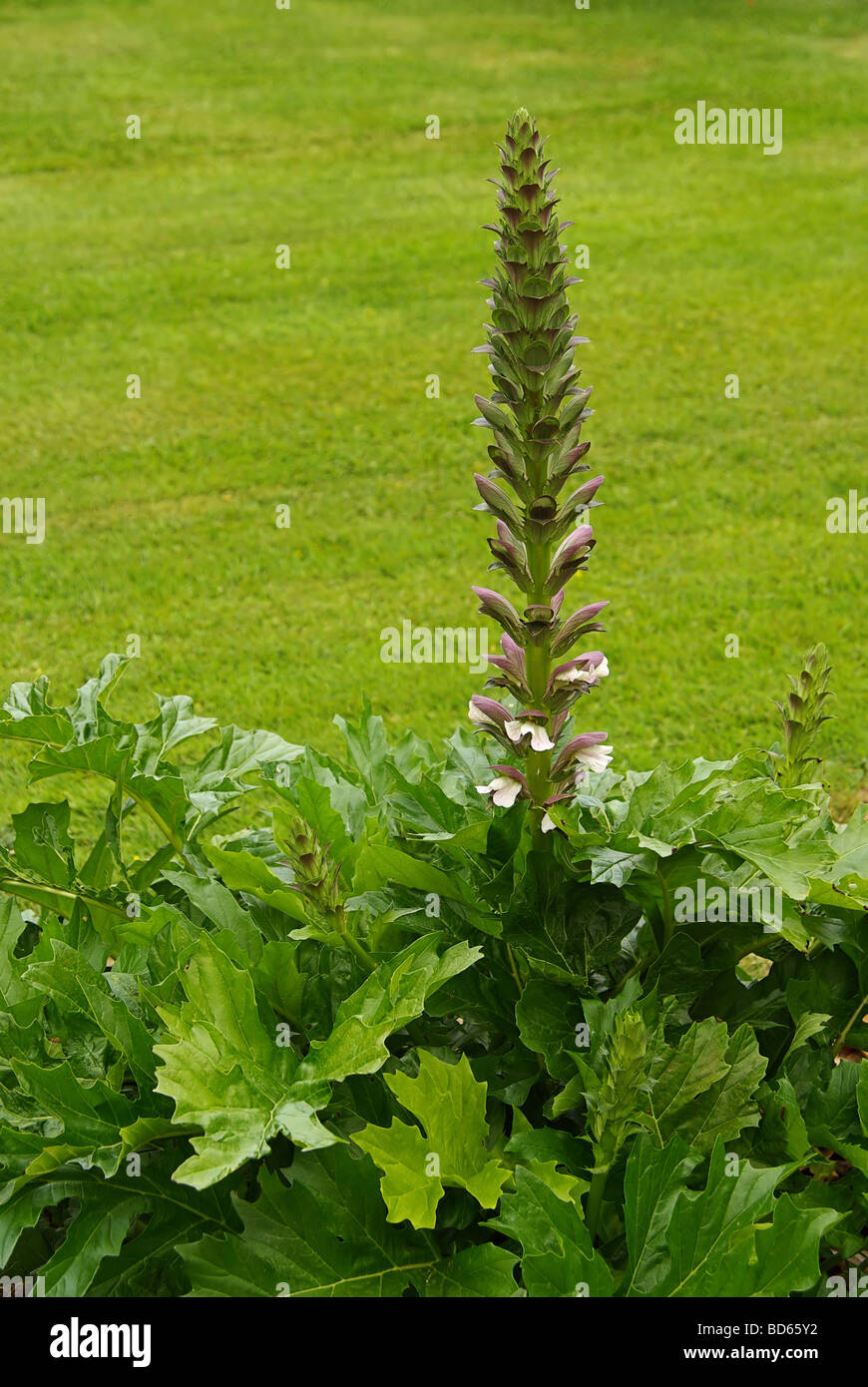 Acanthus mollis hi-res stock photography and images - Alamy