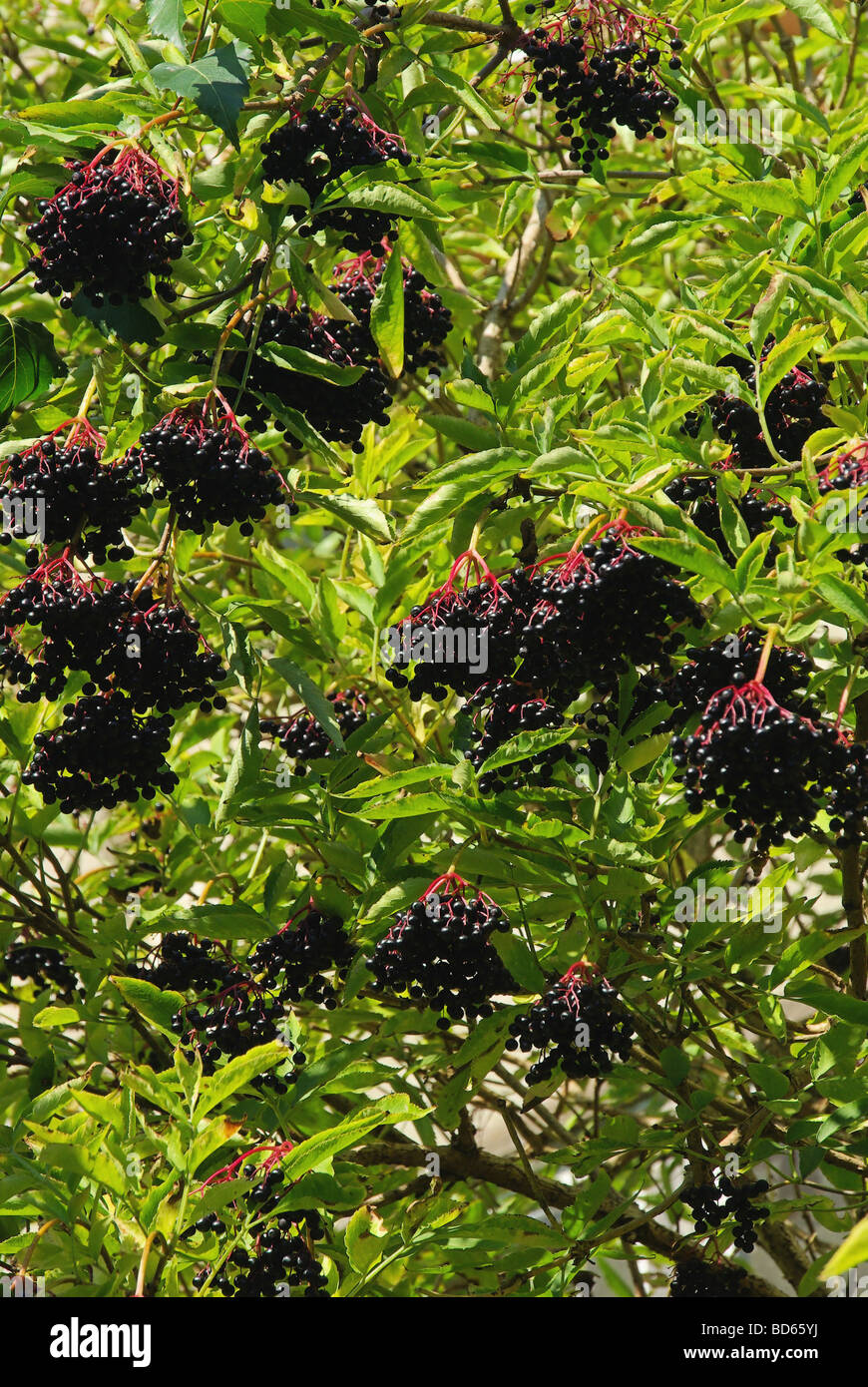 Holunder beere* hi-res stock photography and images - Alamy