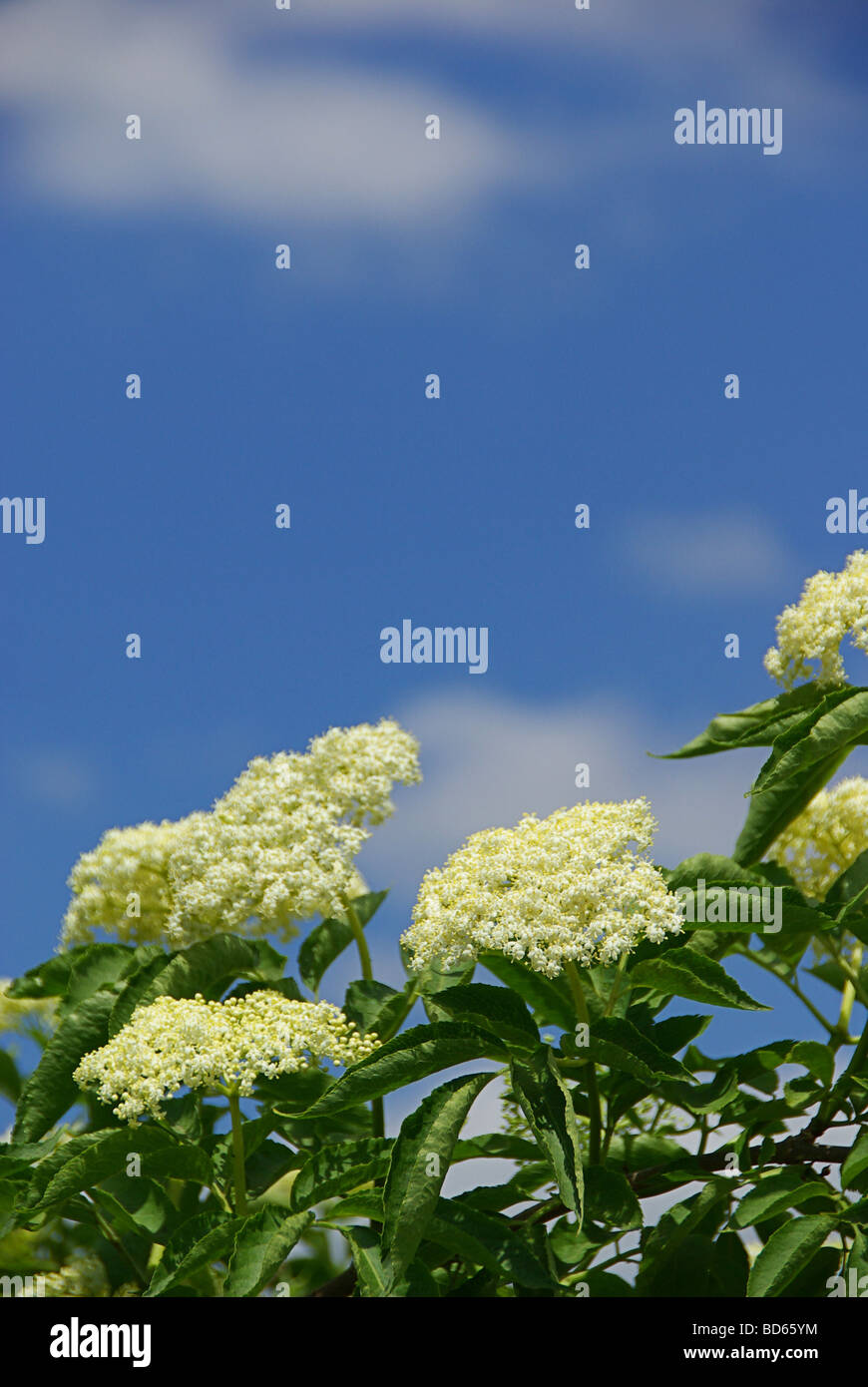 Holunder Blüte elder flower 11 Stock Photo - Alamy