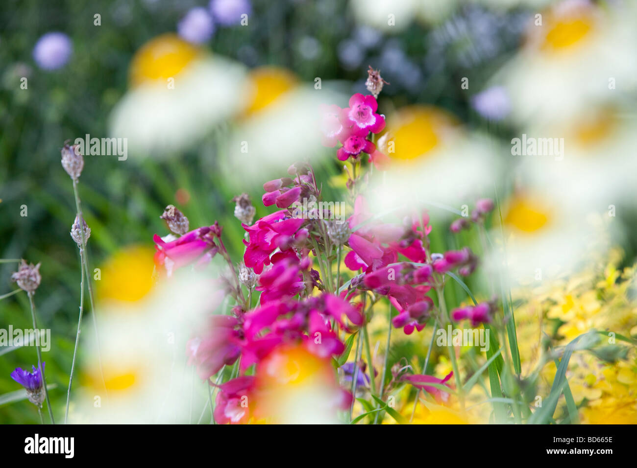 Flowers in holehird gardens in Windermere Cumbria UK Stock Photo - Alamy