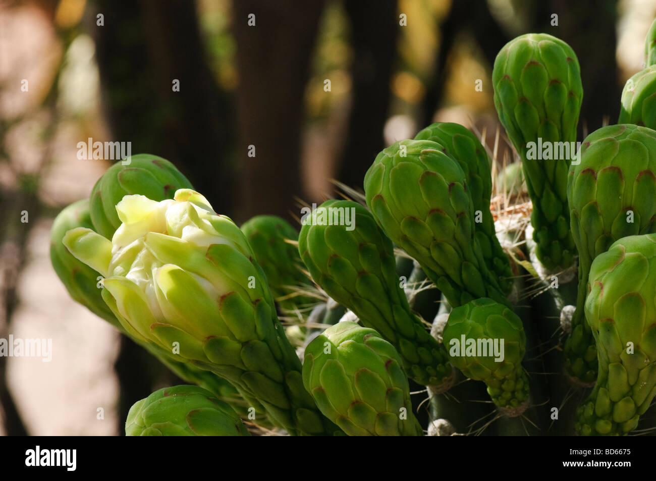 Cluster of saguaro cactus flower buds Stock Photo - Alamy