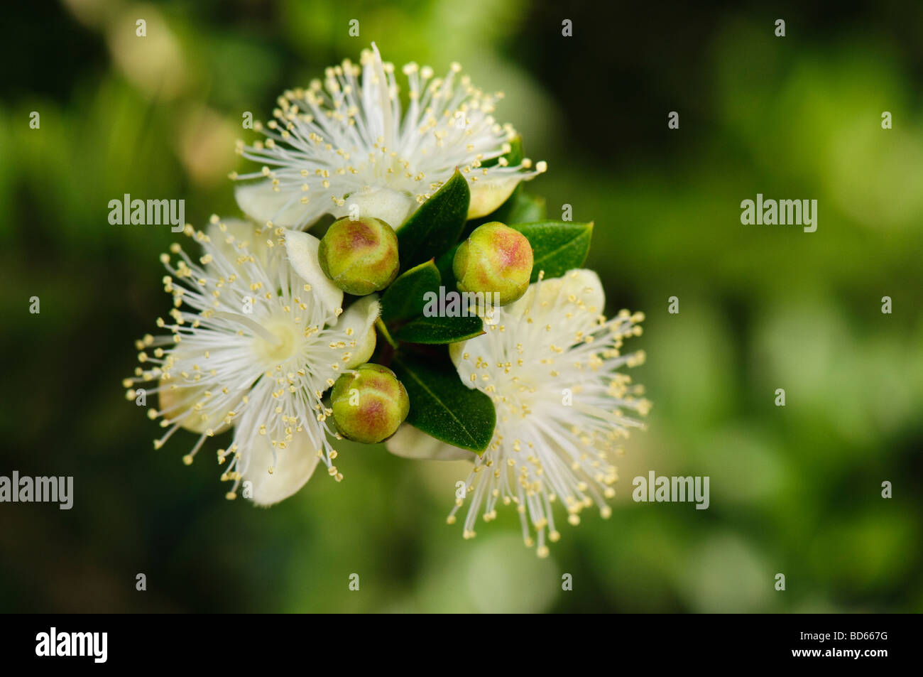 Myrtle flower white hi-res stock photography and images - Alamy