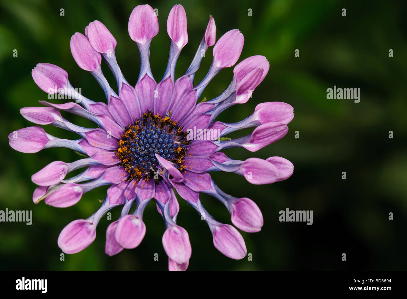 African daisy in bloom Stock Photo - Alamy