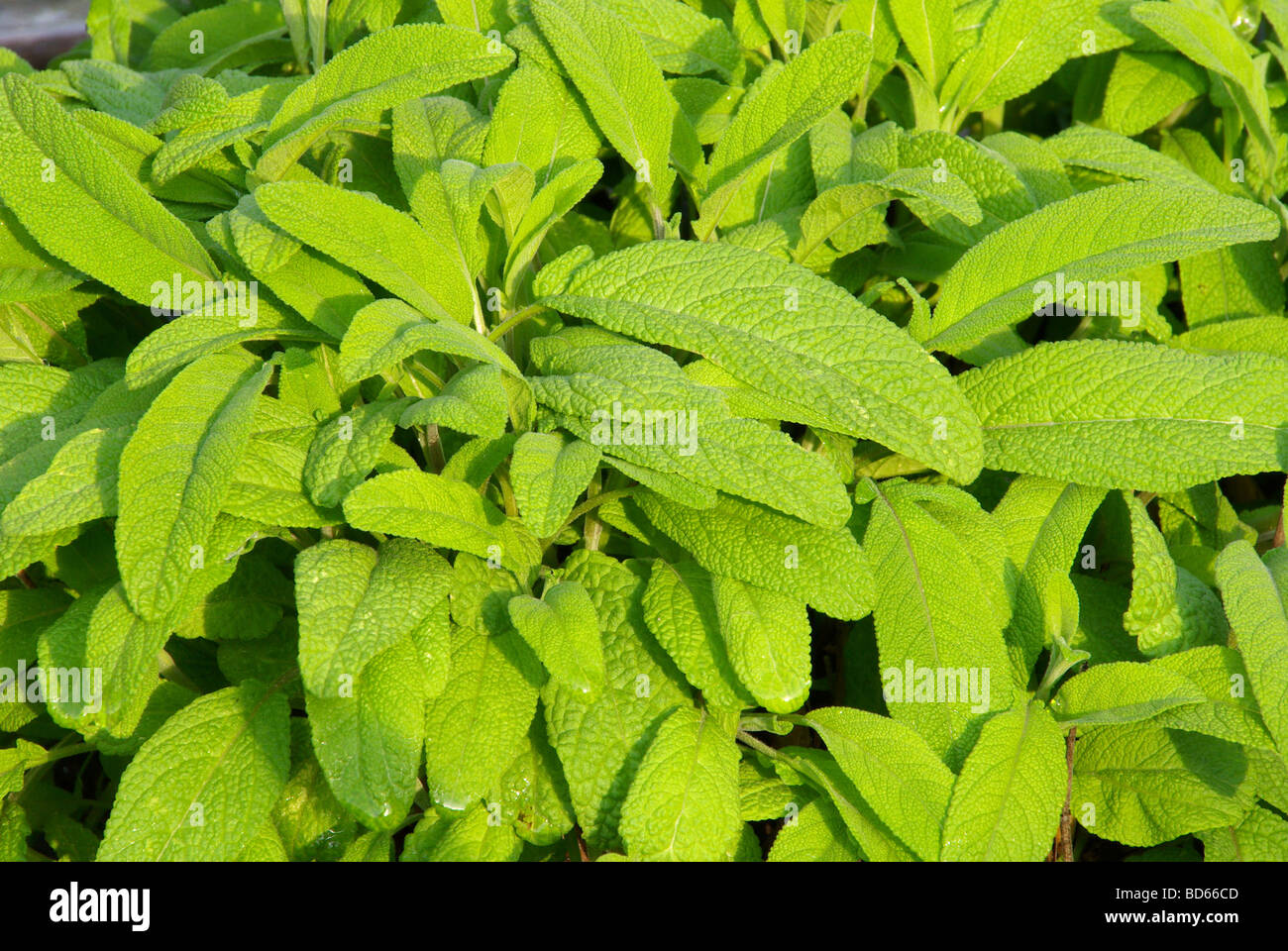 Frame sage herbal plant hi-res stock photography and images - Alamy