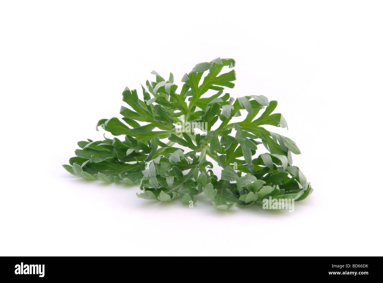 Wermut wormwood 01 Stock Photo - Alamy