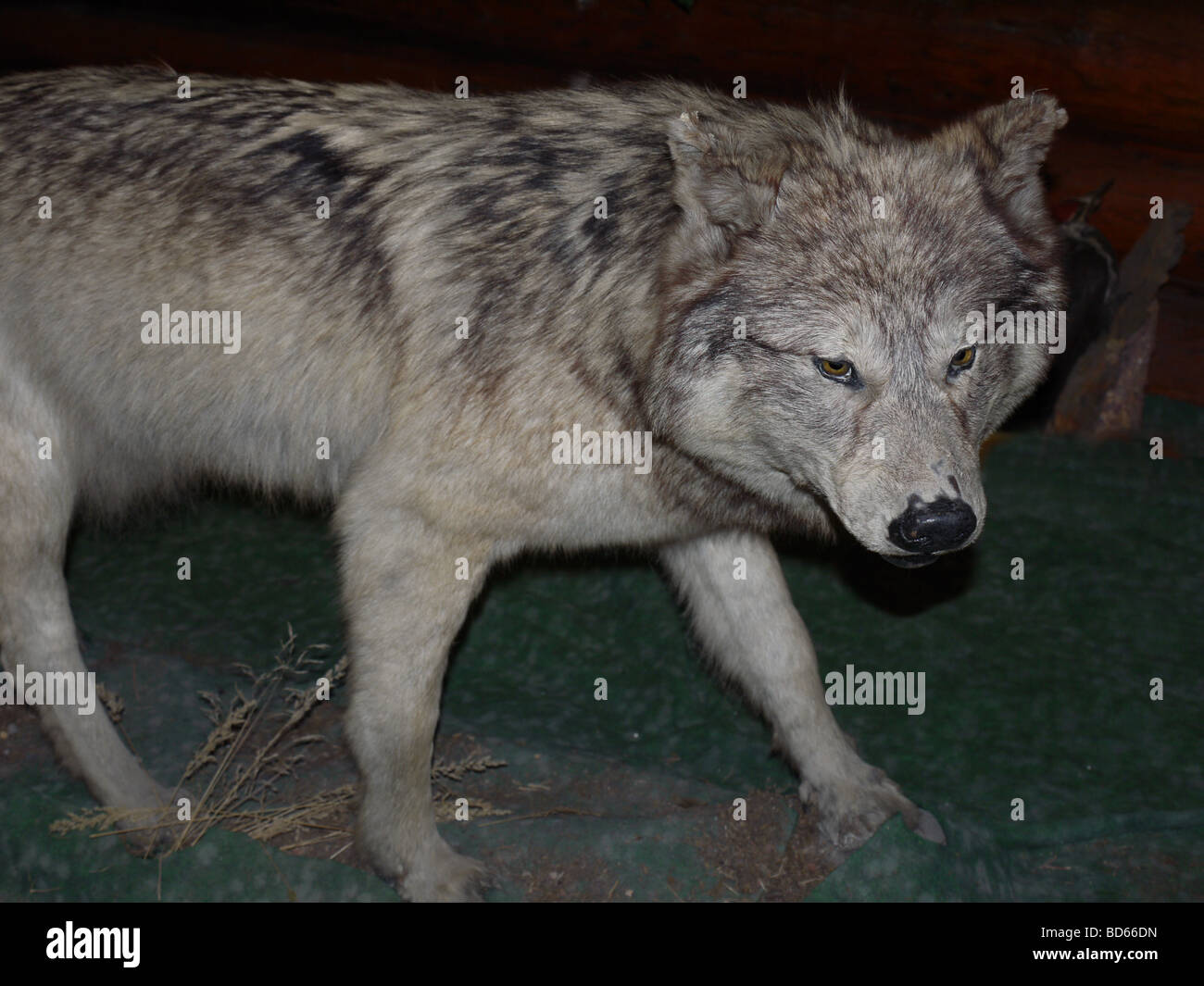 Wolf in in banff national hi-res stock photography and images - Alamy