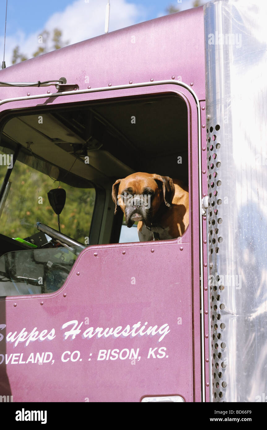 Dog Sitting in Big Rig Driver Seat Stock Photo - Alamy