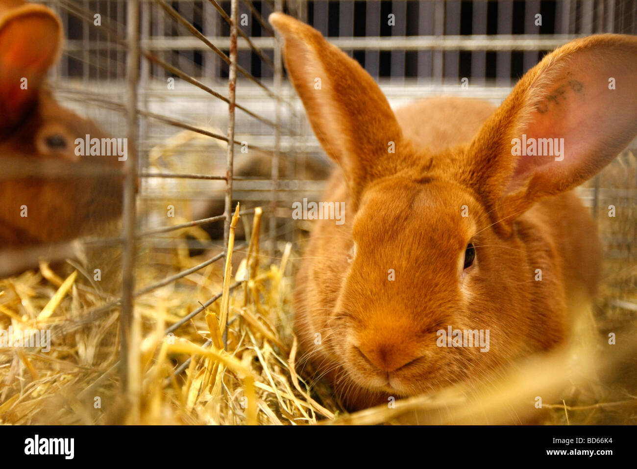 Poultry show: Rabbits Stock Photo - Alamy
