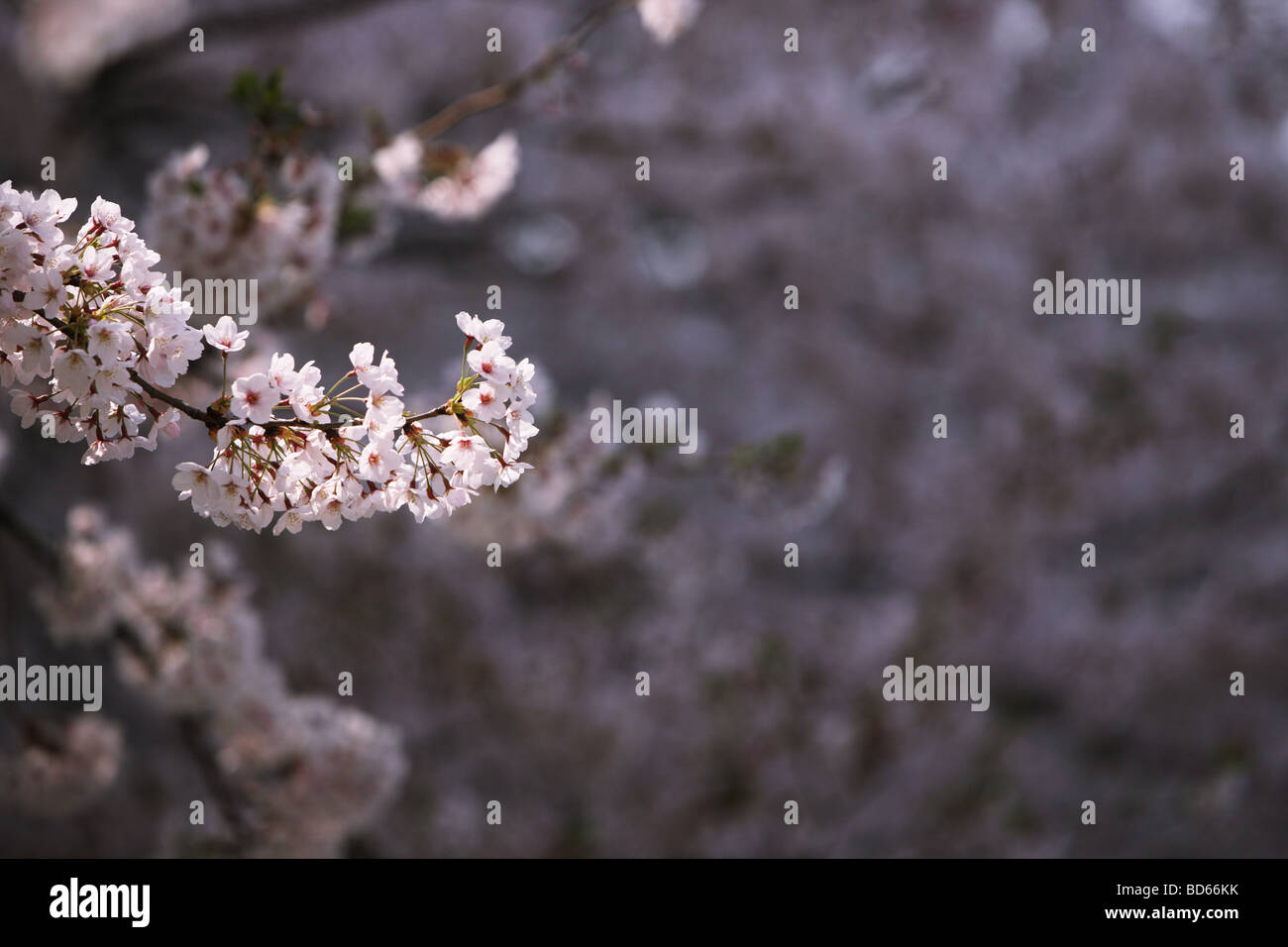 Close up shot sakura hi-res stock photography and images - Alamy
