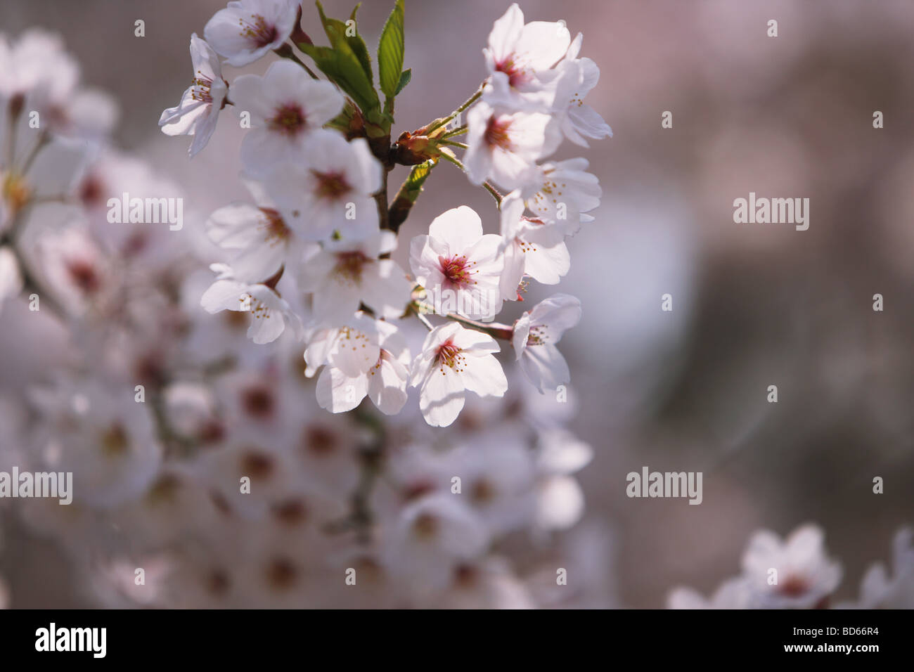 Focus on sakura flower hi-res stock photography and images - Alamy