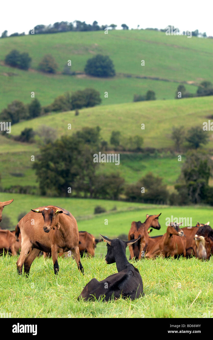 Goats in a field Stock Photo - Alamy