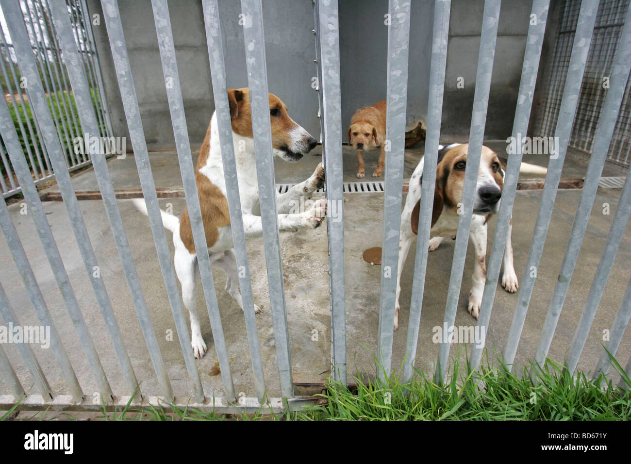 Rspca dog hi-res stock photography and images - Alamy