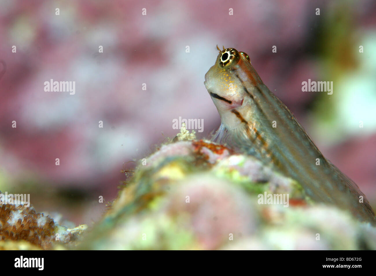 A Red Sea combtooth-blenny in the tropical waters of the Red Sea in the ...