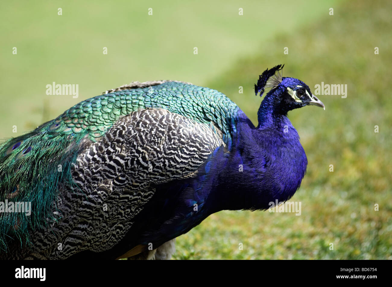 Indian peacock plumage hi-res stock photography and images - Alamy