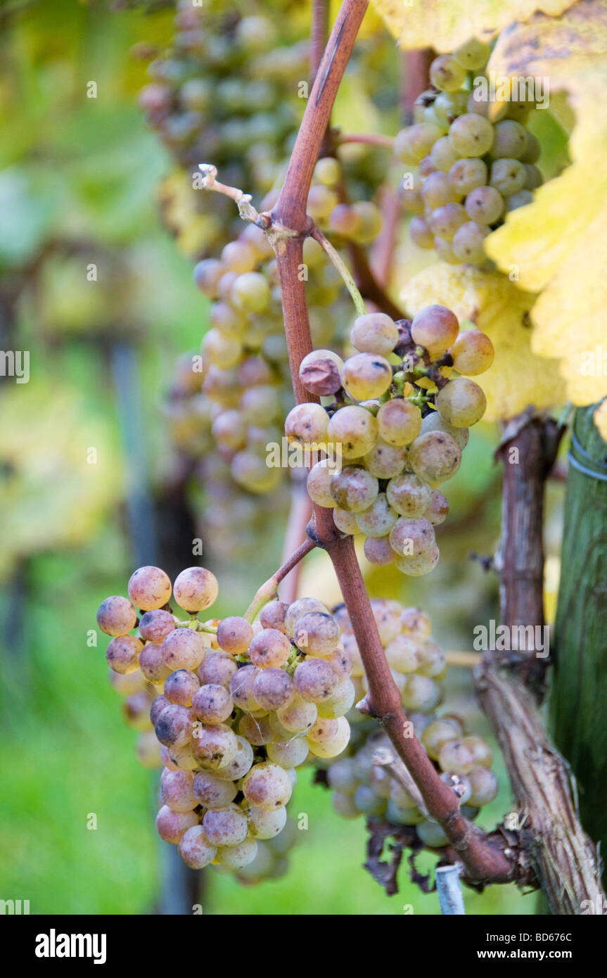 Petit manseng hi-res stock photography and images - Alamy