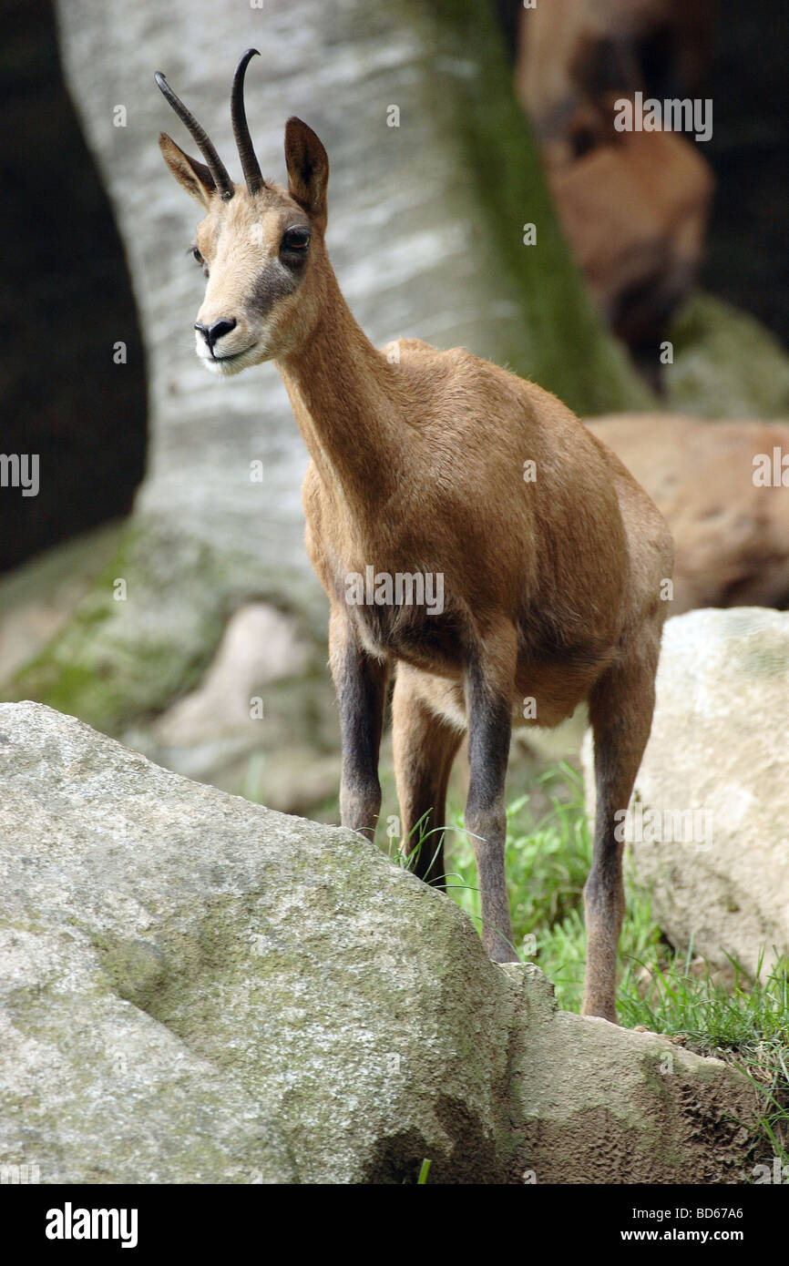 Izard portrait hi-res stock photography and images - Alamy
